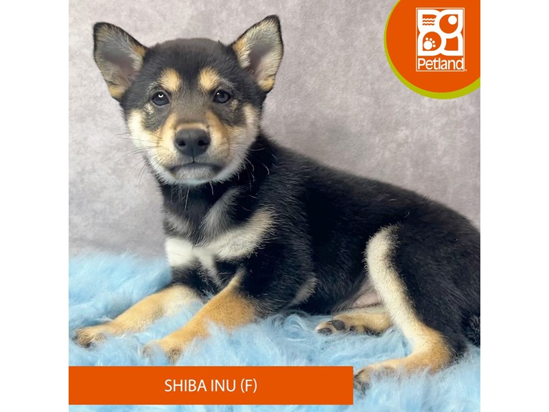 Shiba Inu-DOG-Female-Black / Tan-4128708-Petland Pickerington