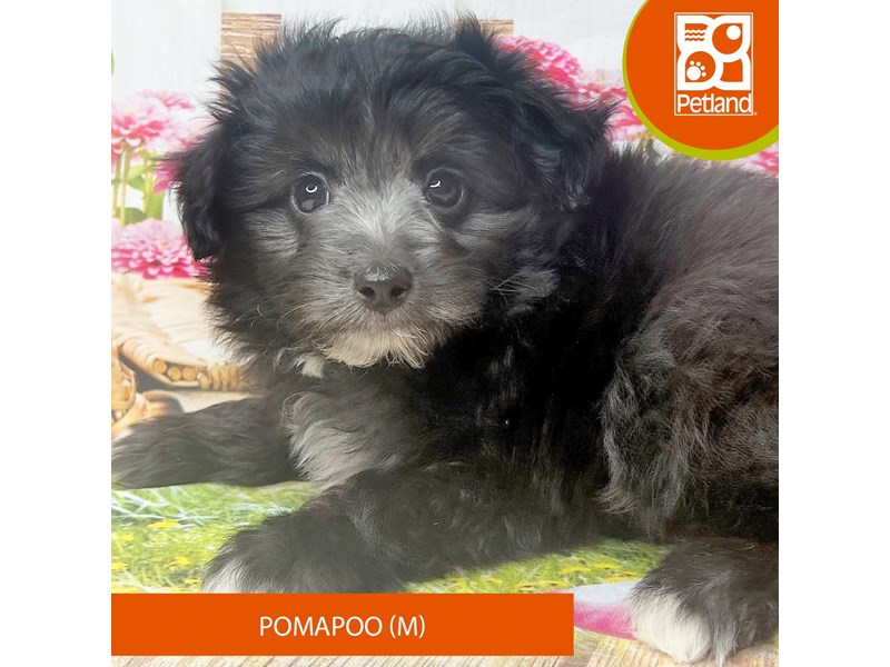 Pomapoo – Petland Pickerington