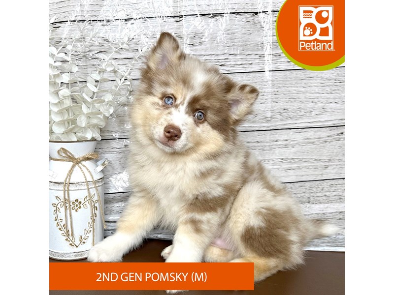 Pomsky 2nd Gen – Petland Pickerington