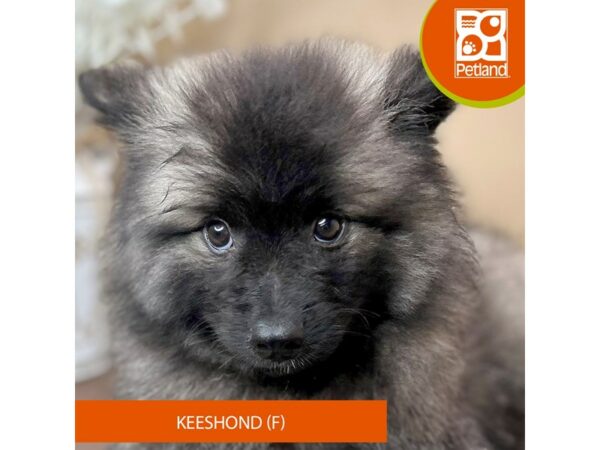 Petland Pickerington, Ohio - Buy Puppies, Pets & Dog Supplies